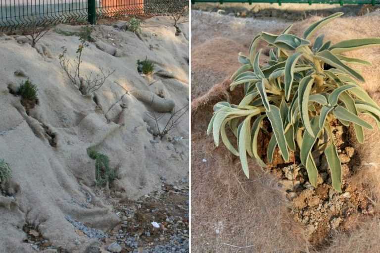 Quel paillage pour un talus ou un massif en pente ? - Promesse de Fleurs Quel paillage pour un talus ou un massif en pente ? - Promesse de Fleurs