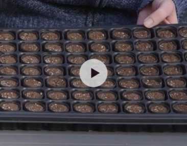 Bouturer : nos conseils en vidéos