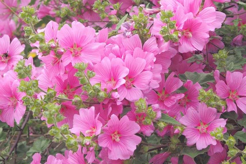 10 fleurs annuelles faciles à semer - Promesse de Fleurs