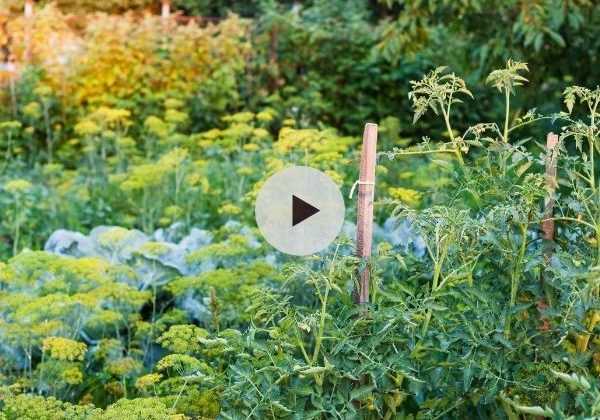 Capucine tubéreuse - Tropaeolum tuberosum, vivace et grimpante