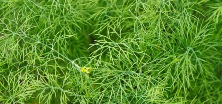 8 plantes répulsives : elles montent la garde au jardin