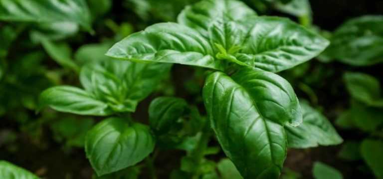 8 plantes répulsives : elles montent la garde au jardin