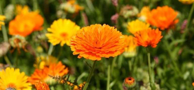 8 plantes répulsives : elles montent la garde au jardin