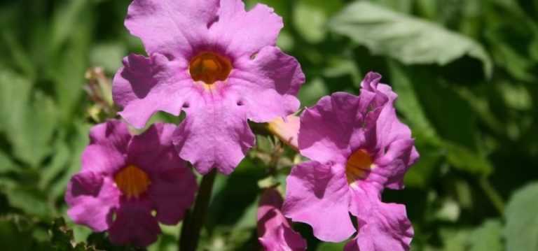 8 plantes répulsives : elles montent la garde au jardin
