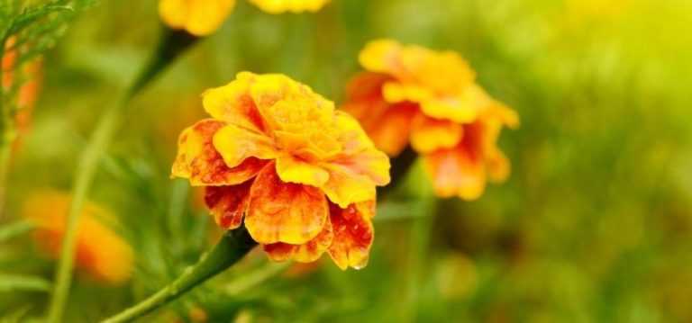 8 plantes répulsives : elles montent la garde au jardin