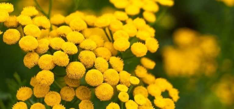 8 plantes répulsives : elles montent la garde au jardin