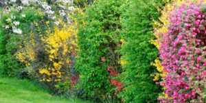 Quelles distances de plantation pour les haies, arbustes et arbres