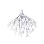 Les différents types de systèmes racinaires - Promesse de Fleurs