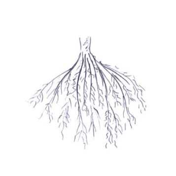 Les différents types de systèmes racinaires - Promesse de Fleurs