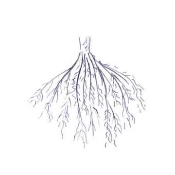 Les différents types de systèmes racinaires - Promesse de Fleurs