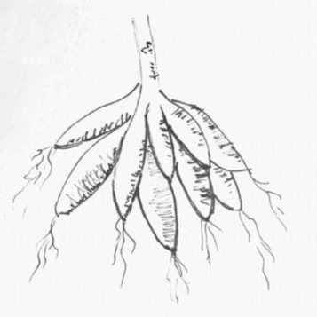 Les différents types de systèmes racinaires - Promesse de Fleurs