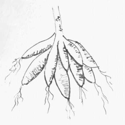 Les différents types de systèmes racinaires - Promesse de Fleurs