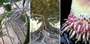 Les différents types de systèmes racinaires - Promesse de Fleurs