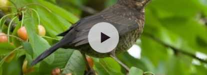 Figuier nain Figality - Ficus carica à fruits violet foncé, adapté aux ...