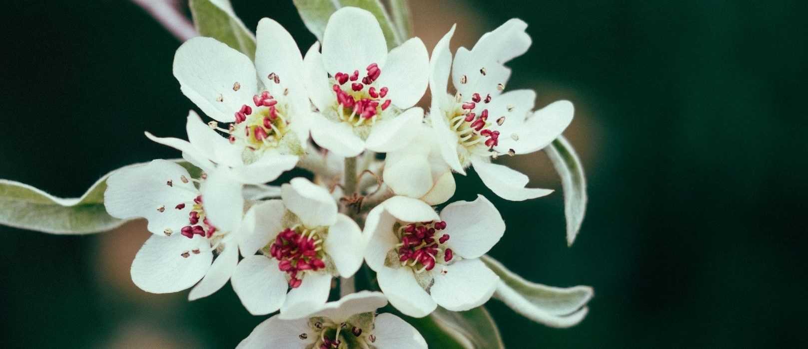 Poirier à fleurs, poirier d'ornement : plantation, culture, entretien