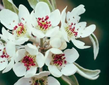 Poirier à fleurs, poirier d'ornement : plantation, culture, entretien