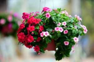 De belles suspensions de fleurs : nos conseils