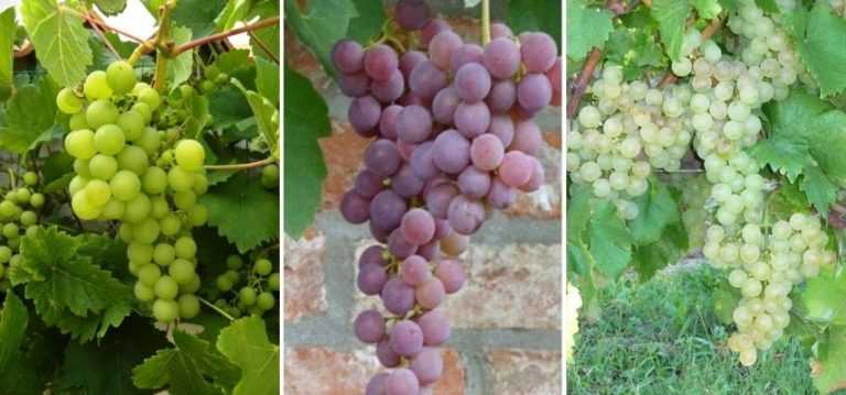 Cultiver un pied de vigne en pot - Promesse de Fleurs