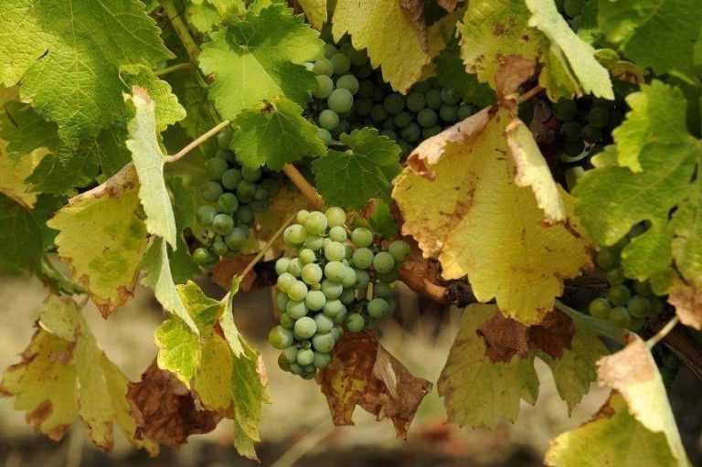 Cultiver un pied de vigne en pot - Promesse de Fleurs