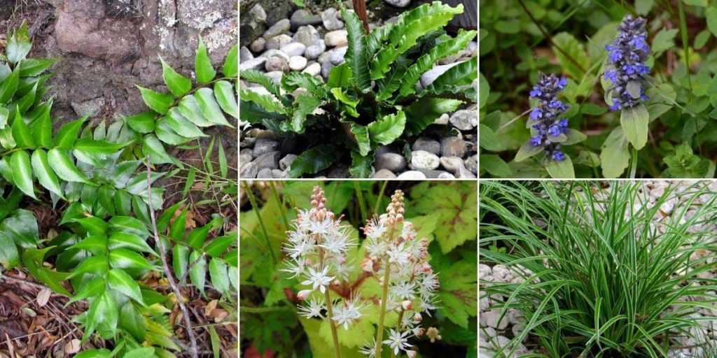 Cyrtomium, Fougère houx : Plantation, culture et entretien