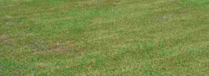 Regarnir un gazon : comment faire ? - Promesse de Fleurs