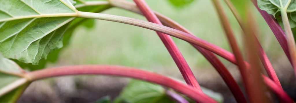 Rhubarbe rouge Livingstone en plants - Rheum raponticum