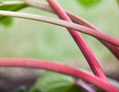 Rhubarbe rouge Livingstone en plants - Rheum raponticum
