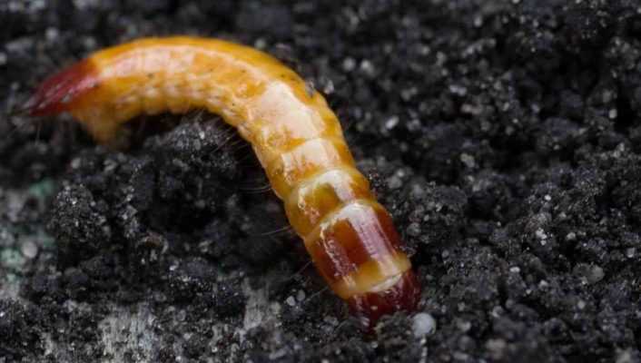 Taupin et ver "fil de fer" : dégâts, traitement et lutte bio - Promesse ...