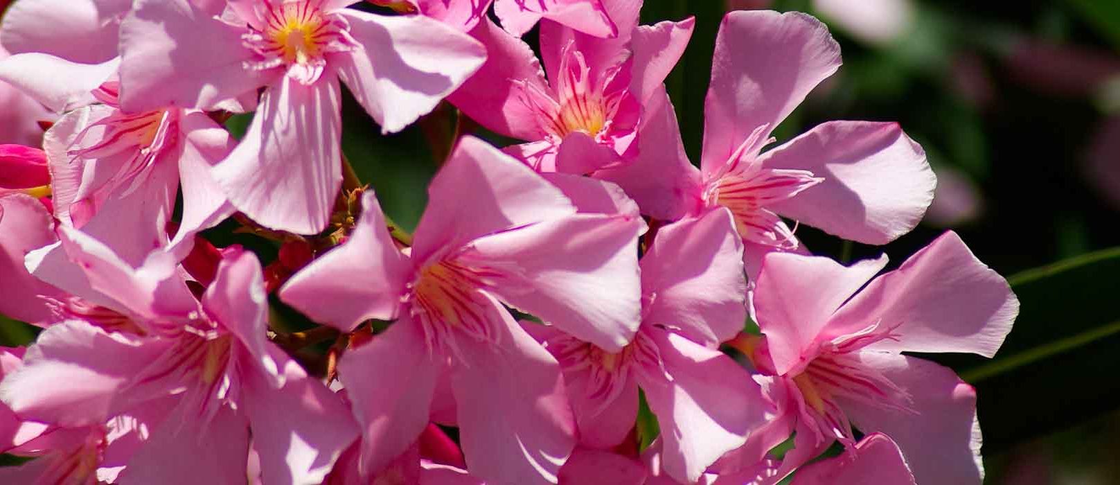 Comment faire une bouture de laurier rose ? - Promesse de Fleurs