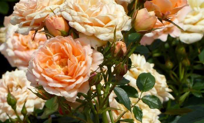 Rosiers pour pot et terrasse : les meilleures variétés