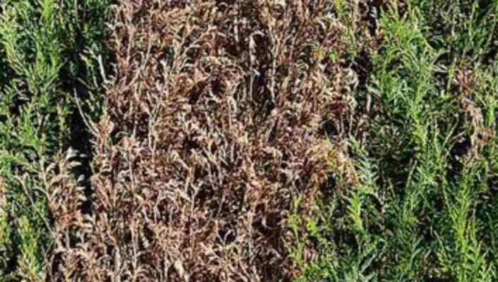 Sitemapcdatahttpsshopinf Inetcombicarbonate De Soude Maladie Thuya