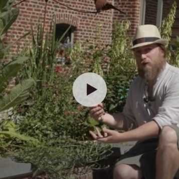 Gaillarde - Gaillardia grandiflora Royale - Gaillarde vivace à grandes ...