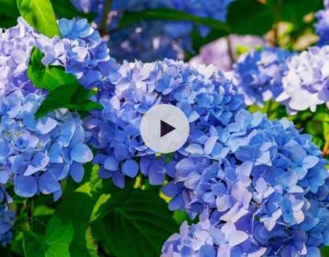 Hydrangea serrata Blue Bird – Hortensia bonnet de dentelle