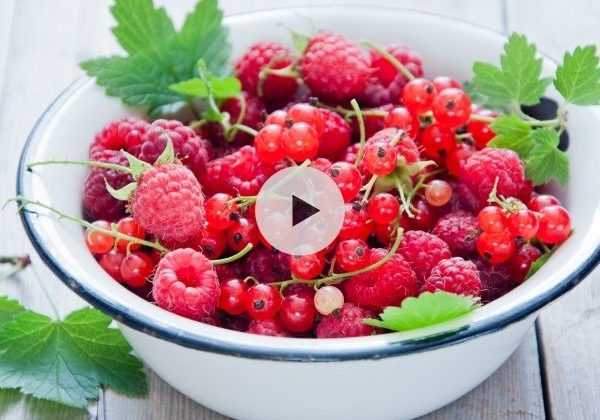 Kiwi auto fertile Herma - Actinidia chinensis - Un seul pied suffit ...