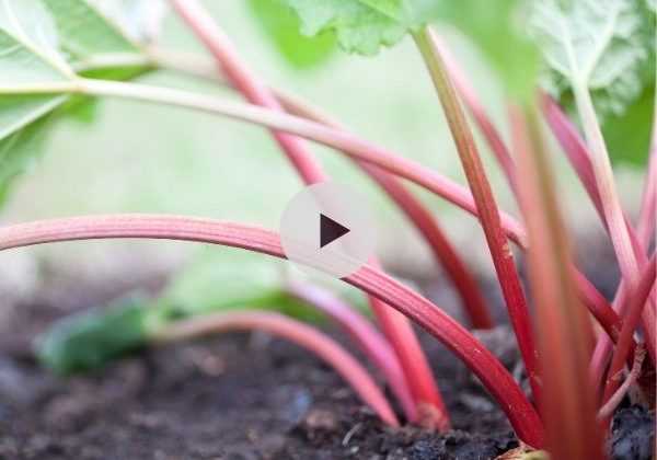 Rhubarbe Canada Red en plants - Rheum rhabarbarum à pétiole rouge