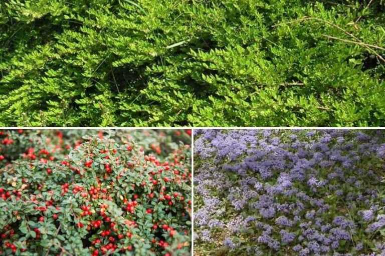 Sols calcaires quels arbustes choisir, conseils Promesse de Fleurs