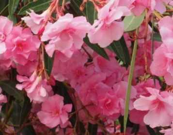 9 arbustes à fleurs roses qu'il faut avoir dans son jardin - Promesse ...