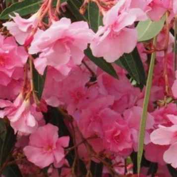 9 arbustes à fleurs roses qu'il faut avoir dans son jardin - Promesse ...