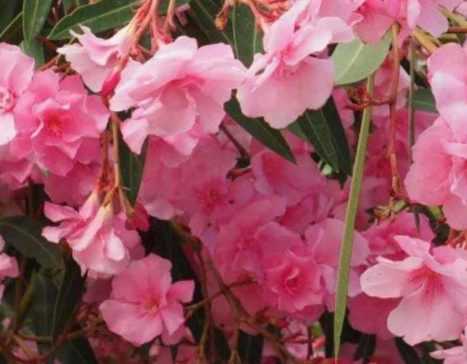 9 arbustes à fleurs roses qu'il faut avoir dans son jardin - Promesse ...