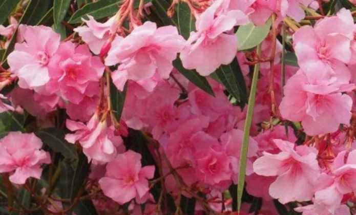 9 arbustes à fleurs roses qu'il faut avoir dans son jardin - Promesse ...