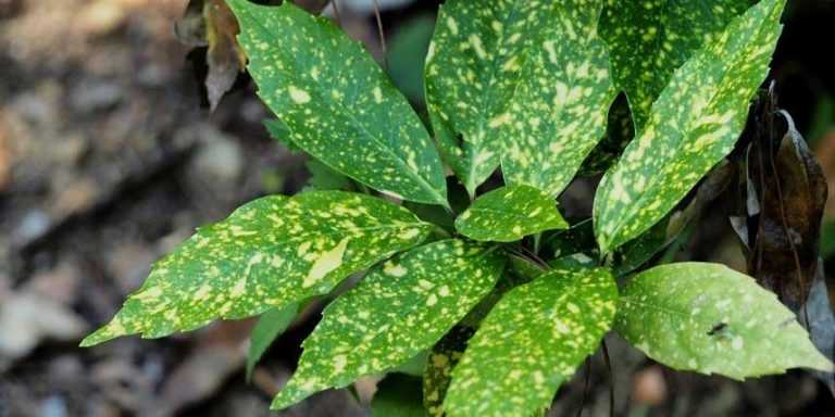 Arbustes persistants rustiques : les 10 meilleures variétés