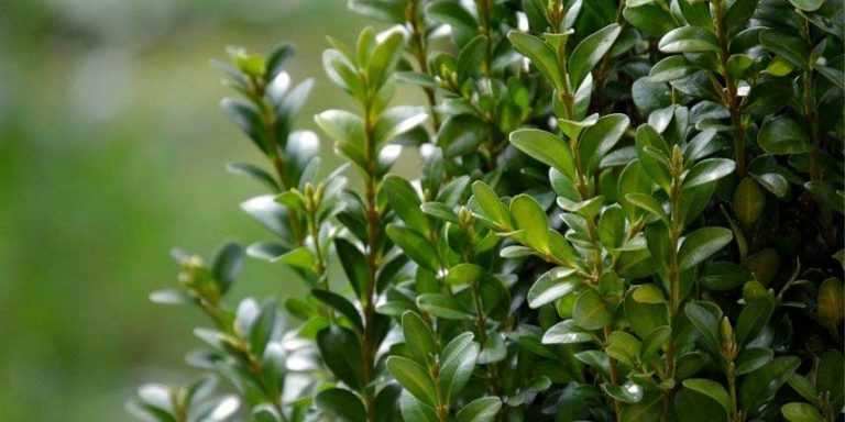 Arbustes persistants rustiques : les 10 meilleures variétés