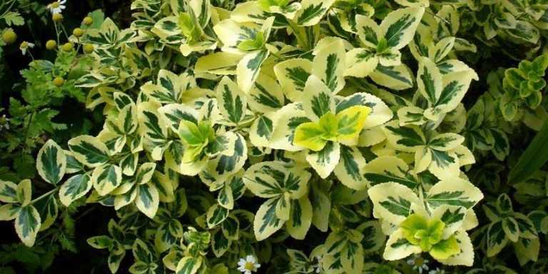 Arbustes persistants rustiques : les 10 meilleures variétés