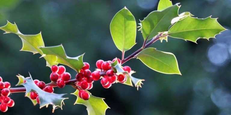 Arbustes persistants rustiques : les 10 meilleures variétés