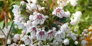 Arbustes persistants rustiques : les 10 meilleures variétés