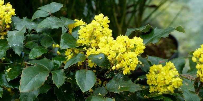 Arbustes persistants rustiques : les 10 meilleures variétés