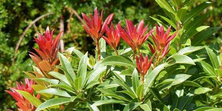 Arbustes persistants rustiques : les 10 meilleures variétés