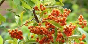 Arbustes persistants rustiques : les 10 meilleures variétés