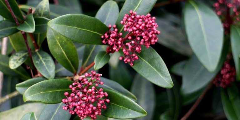 Arbustes persistants rustiques : les 10 meilleures variétés