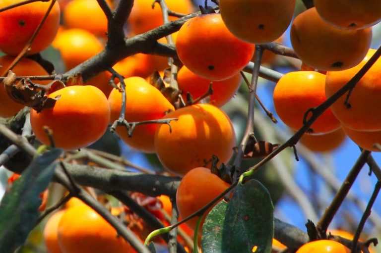 Le plaqueminier ou kaki : semis, culture, récolte - Promesse de Fleurs